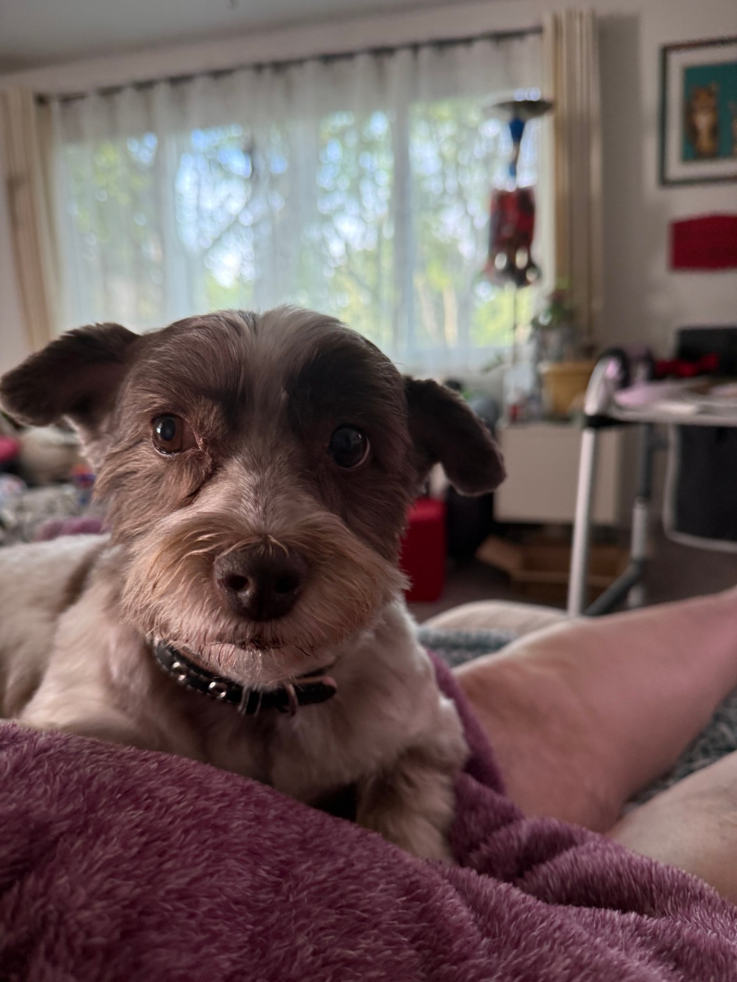 Terrific Thursday: Recovery, Ducks, and PoleCat | DogDaz Zoo